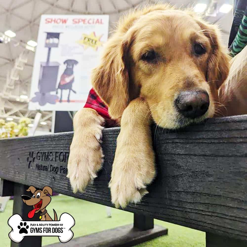 Agility Equipment Dogs | Dog Agility Equipment | Training Platform (S/M ...