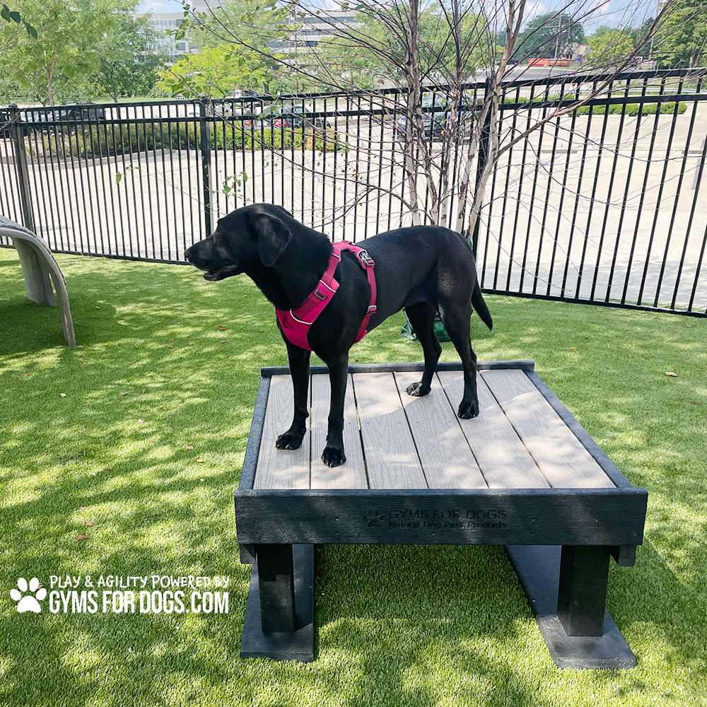 Agility Equipment Dogs | Dog Agility Equipment | Training Platform (S/M ...