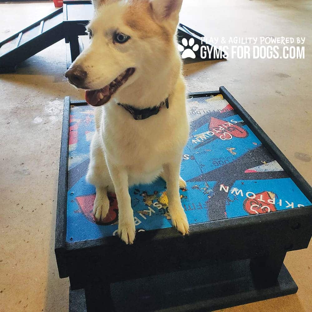 Agility Equipment Dogs | Dog Agility Equipment | Training Platform (S/M ...
