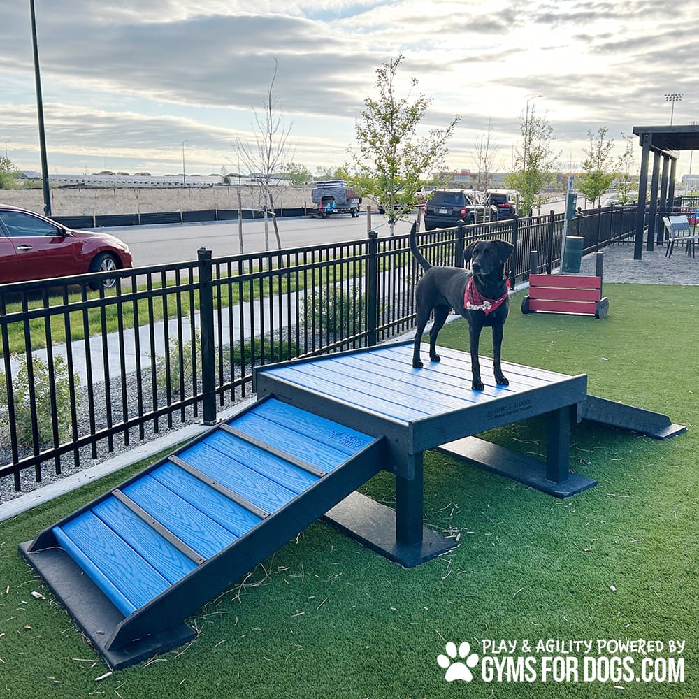 Agility Equipment Dogs | Dog Agility Equipment | Bridge Climb 24″ H ...