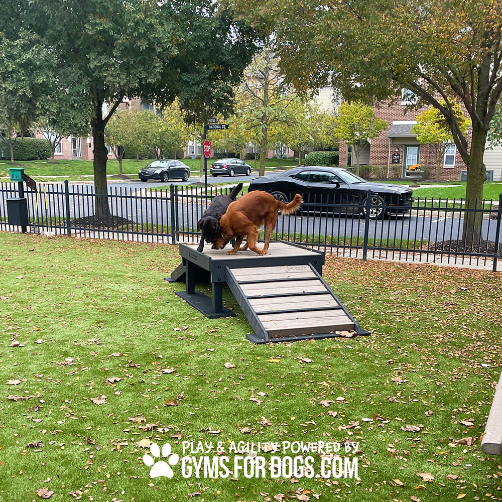 Agility Equipment Dogs | Dog Agility Equipment | Bridge Climb 24″ H ...