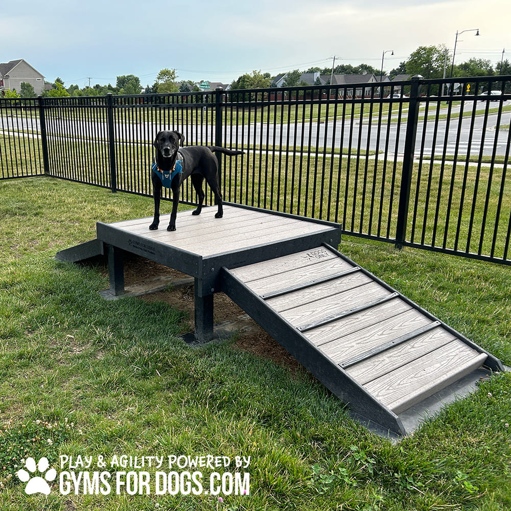 Agility Equipment Dogs | Dog Agility Equipment | Bridge Climb 24″ H ...