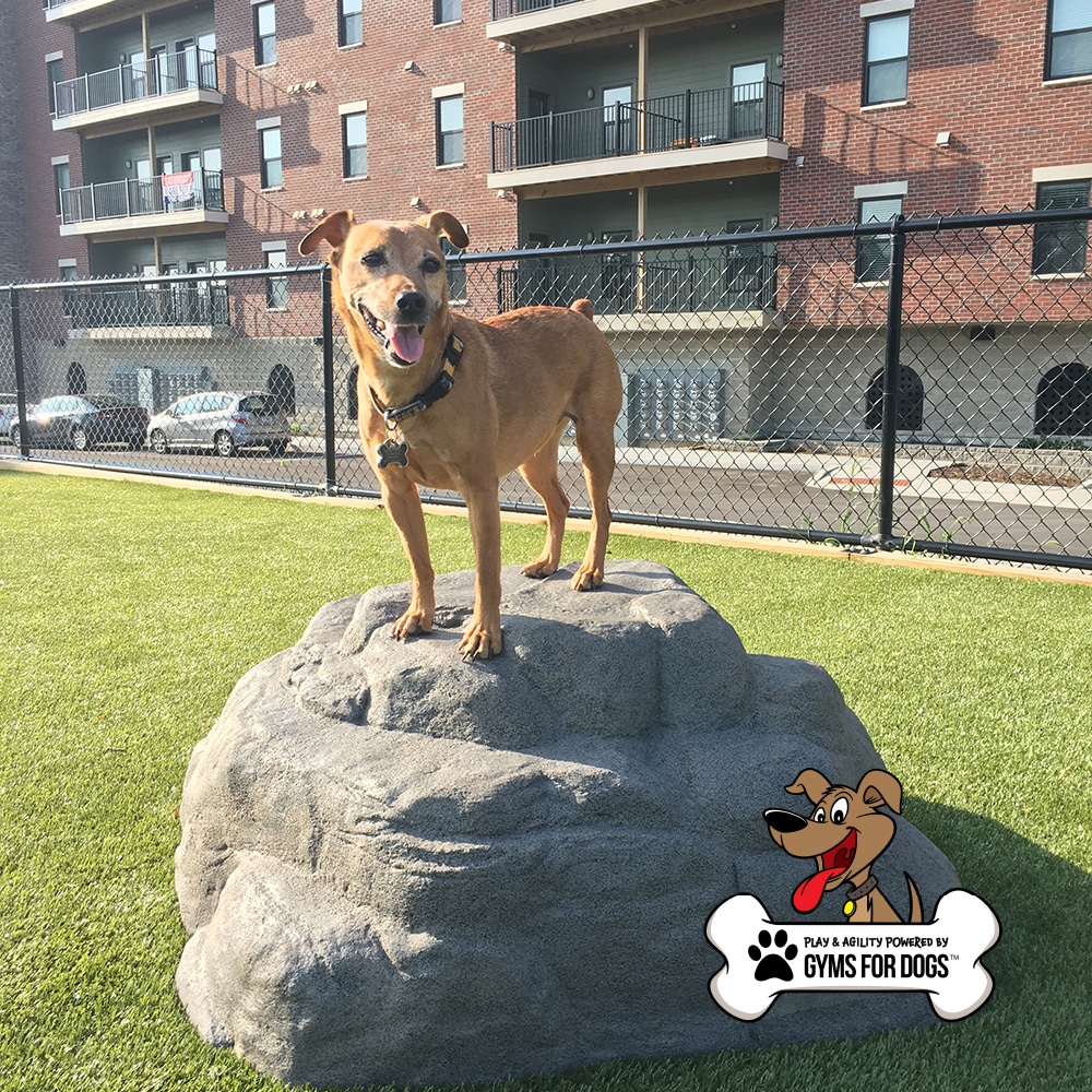 Agility Equipment Dogs | Dog Agility Equipment | Luxury Climbing ...