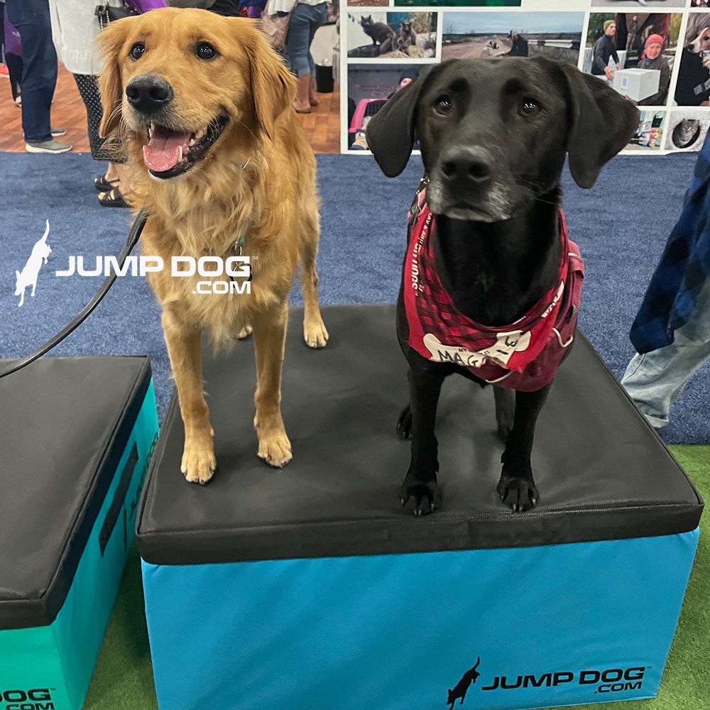 Jump Dog Jump Training Agility Box Set | Dog Play