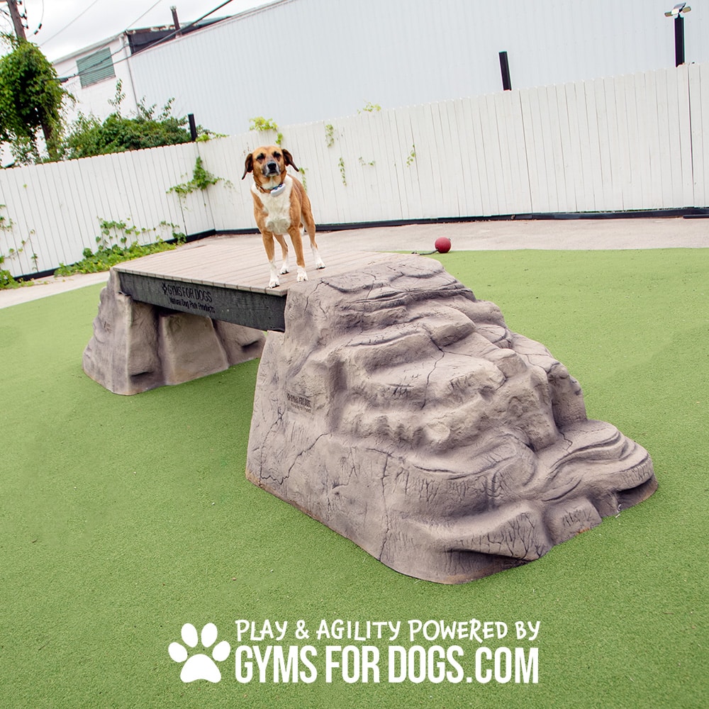 Agility Equipment Dogs | Dog Agility Equipment | Ellie’s Boulder Bridge ...