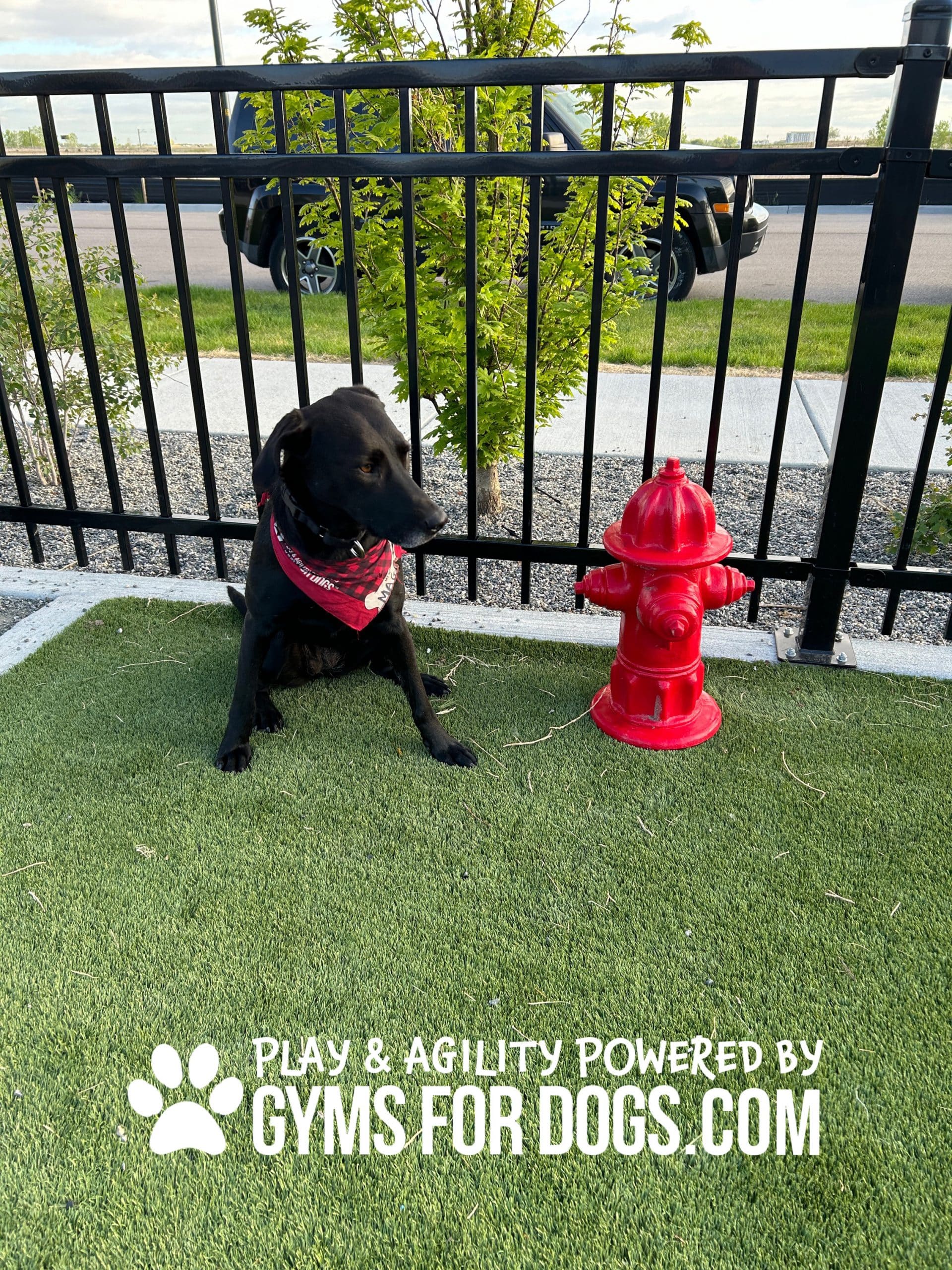 Agility Equipment Dogs | Dog Agility Equipment | Fire Hydrant ...