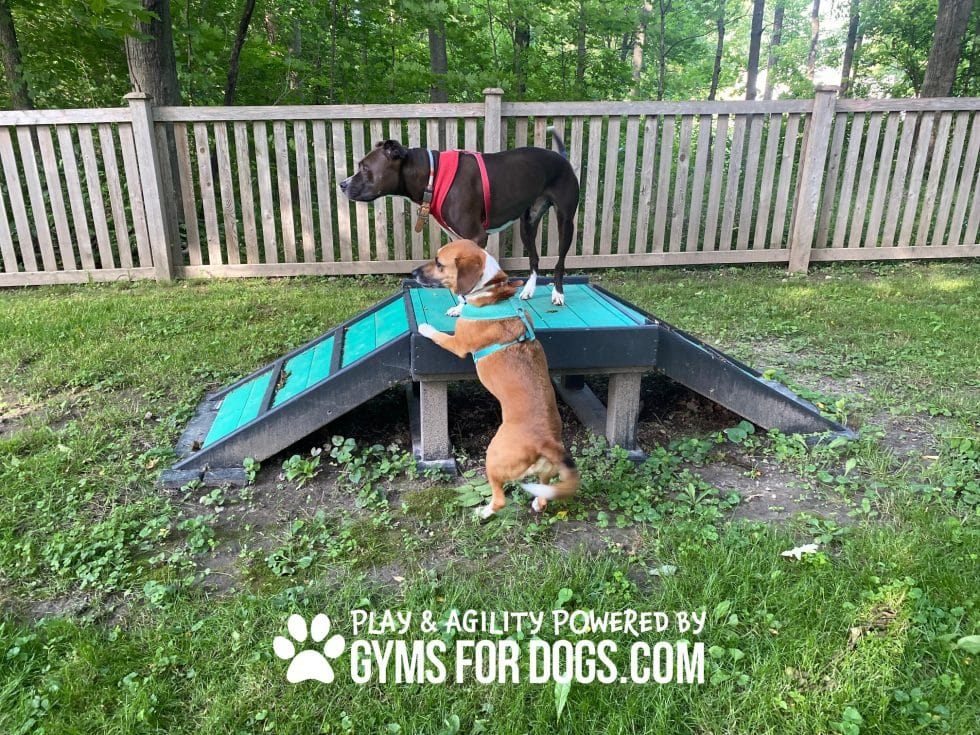 Dog Agility Equipment | Dog Park Products | Dog