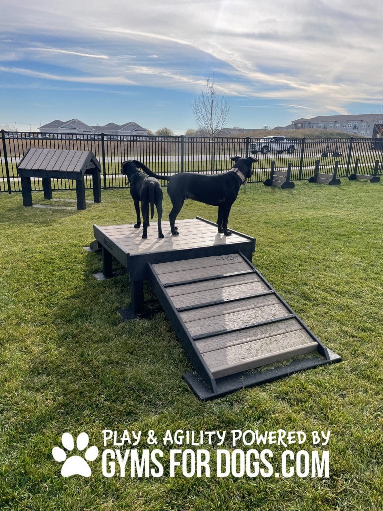 Agility Equipment Dogs | Dog Agility Equipment | Vibrant Pets – Nutmeg ...